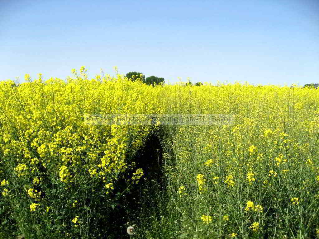 Schwefeldünger, Bordünger: Elementarschwefel mit Bor - Wigor S + B