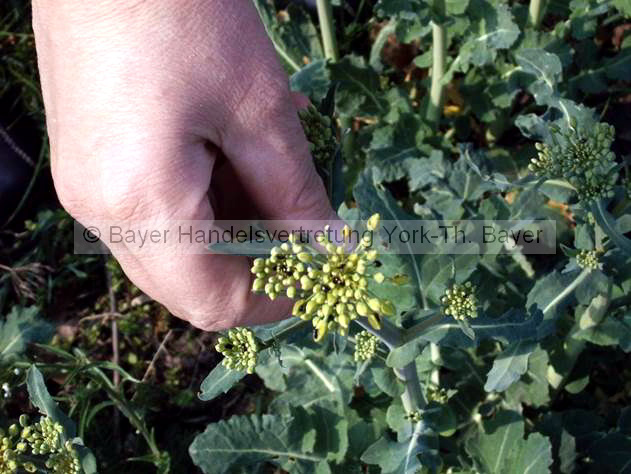 Schwefeldünger, Bordünger: Elementarschwefel mit Bor - Wigor S + B